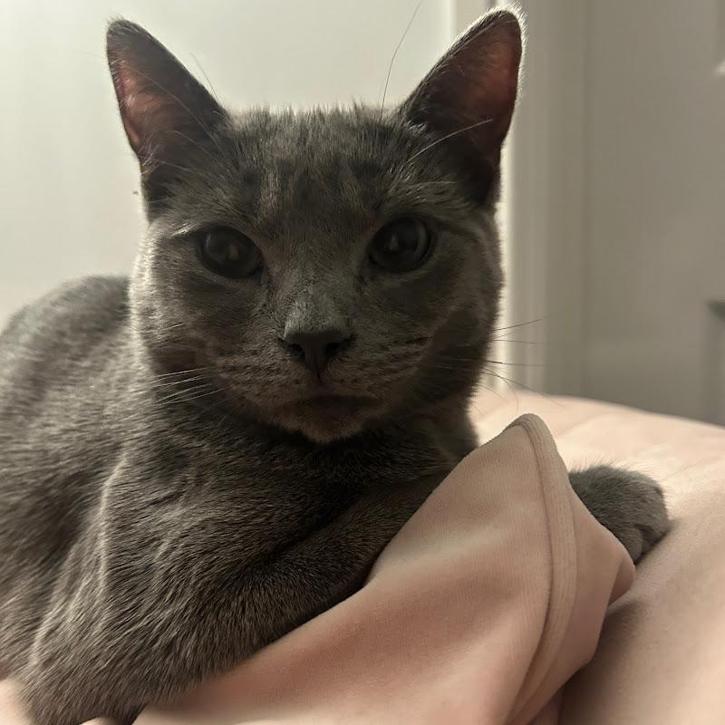 silver - All videos @ The ASMR Index