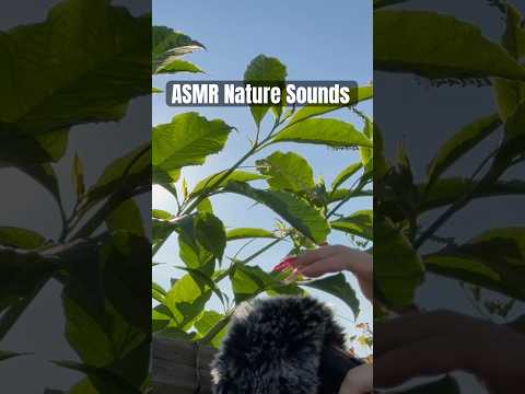 Nasia ASMR - All videos @ The ASMR Index