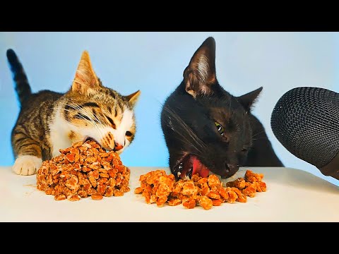 ASMR Mukbang Cats Eating Food 🐈🐈‍⬛