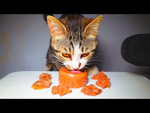 Cat Eating Wet Food | Relaxing ASMR MUKBANG