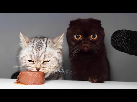Cute Cats Eating Wet Food ASMR 🐾🥣