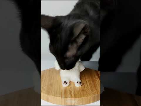 my Pets ASMR - All videos @ The ASMR Index