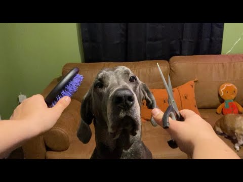 Giving My Dog an ASMR Haircut in 42 Seconds