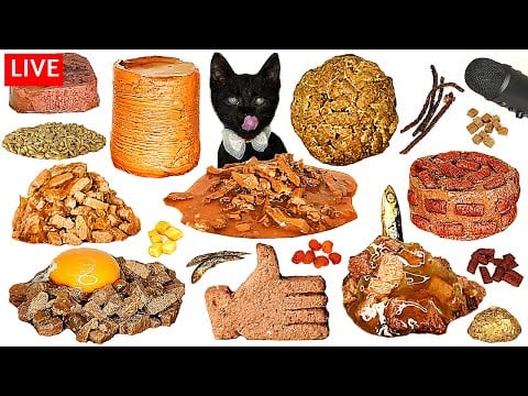 🔴LIVE: Cat ASMR Mukbang Eating Food - The ASMR Index