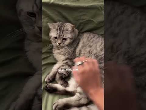 SassySounds ASMR - All videos @ The ASMR Index