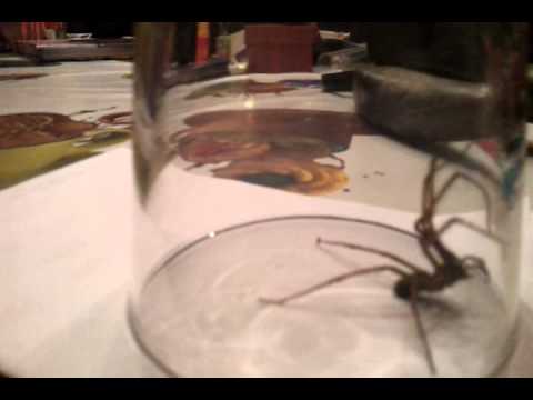 SPIDER - The ASMR Index