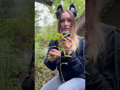 Barberry ASMR - All videos @ The ASMR Index