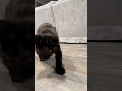 Preston's ASMR - All videos @ The ASMR Index