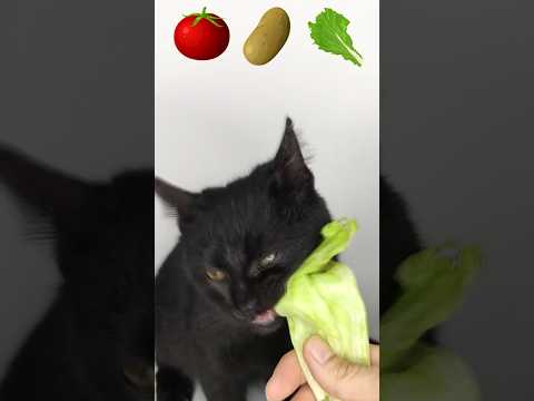 my Pets ASMR - All videos @ The ASMR Index