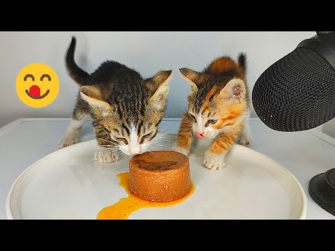 my Pets ASMR - All videos @ The ASMR Index