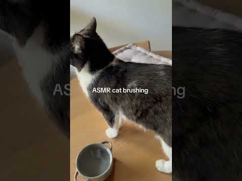 ASMR cat brushing #asmr - The ASMR Index