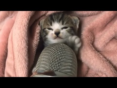 Kitty make asmr for First time 💤 - The ASMR Index