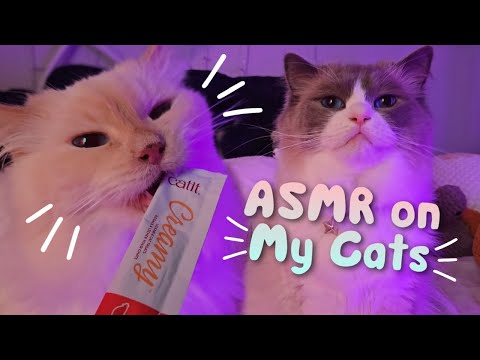 Giving My Cats ASMR 🐱 Brushing, Whispering, Treat Licking