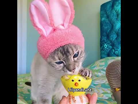 Compilation ASMR CATS EATING FOOD - The ASMR Index