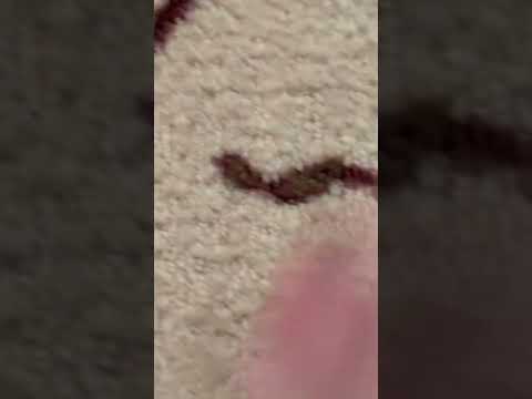 ASMR // Carpet Munching & Eating you 😋