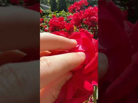 ASMR in my rose bushes #asmr #visualasmr #raeasmr #roses #naturesounds ...